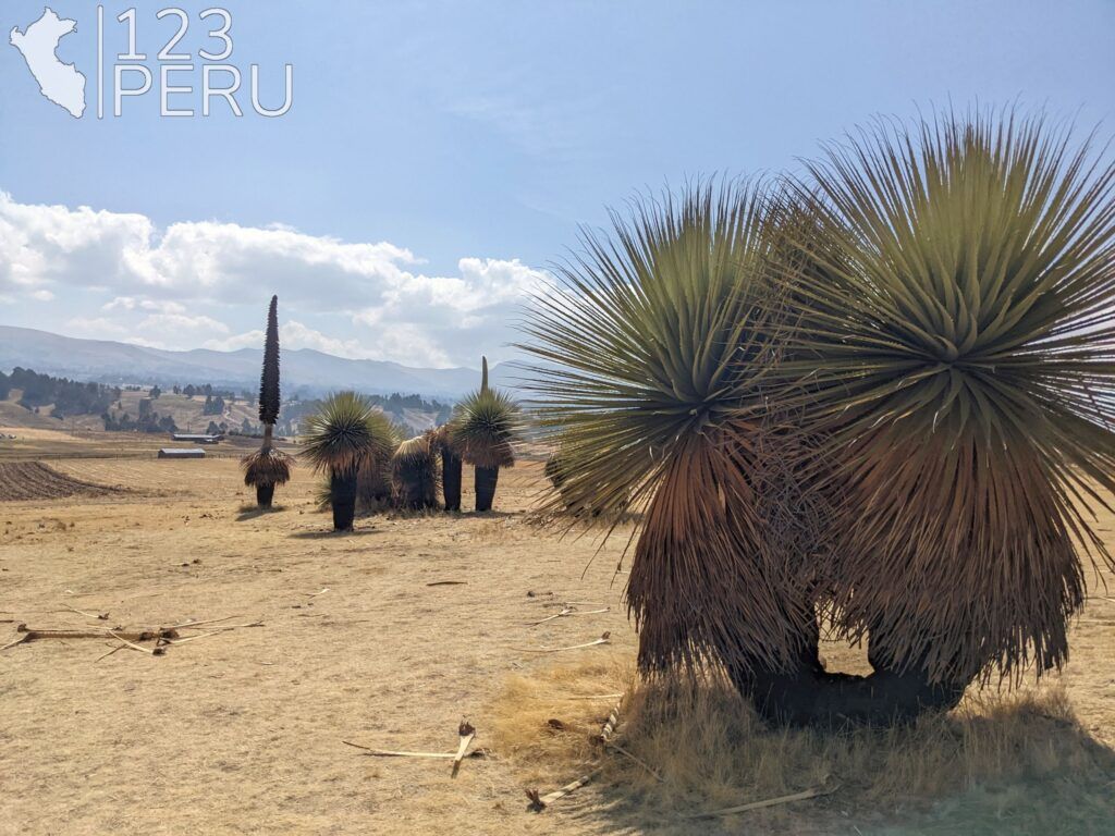 Puya de Raimondi Forest: The Largest Flower in the World - 123 Peru