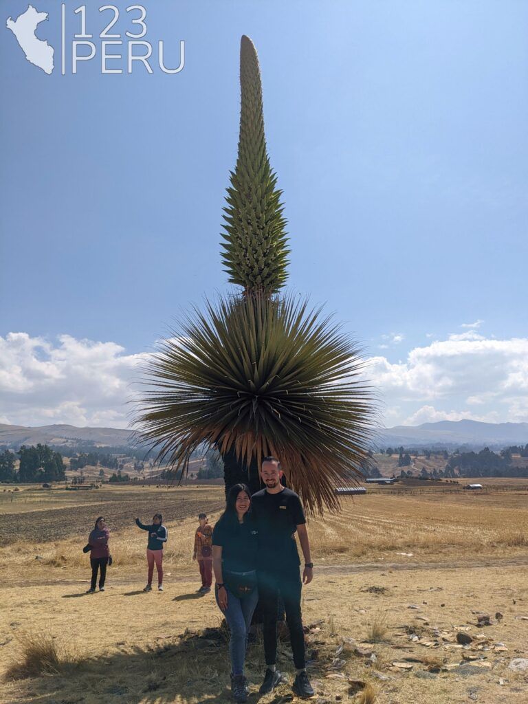 Puya de Raimondi Forest: The Largest Flower in the World - 123 Peru