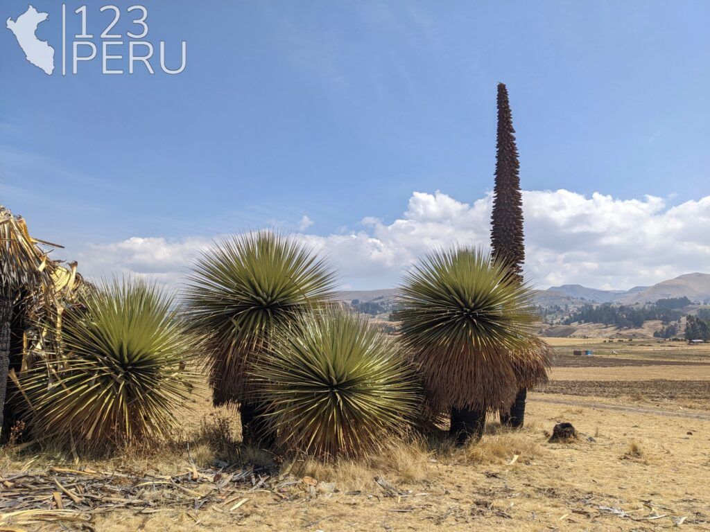 Puya de Raimondi Forest: The Largest Flower in the World - 123 Peru