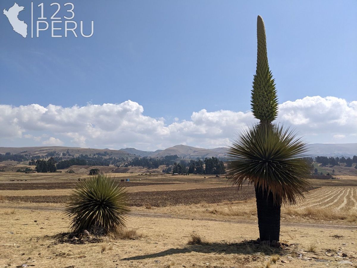Puya de Raimondi Forest: The Largest Flower in the World - 123 Peru
